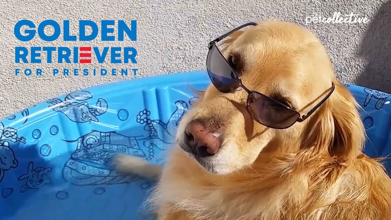 This Golden Retriever Is Running For President - YouTube