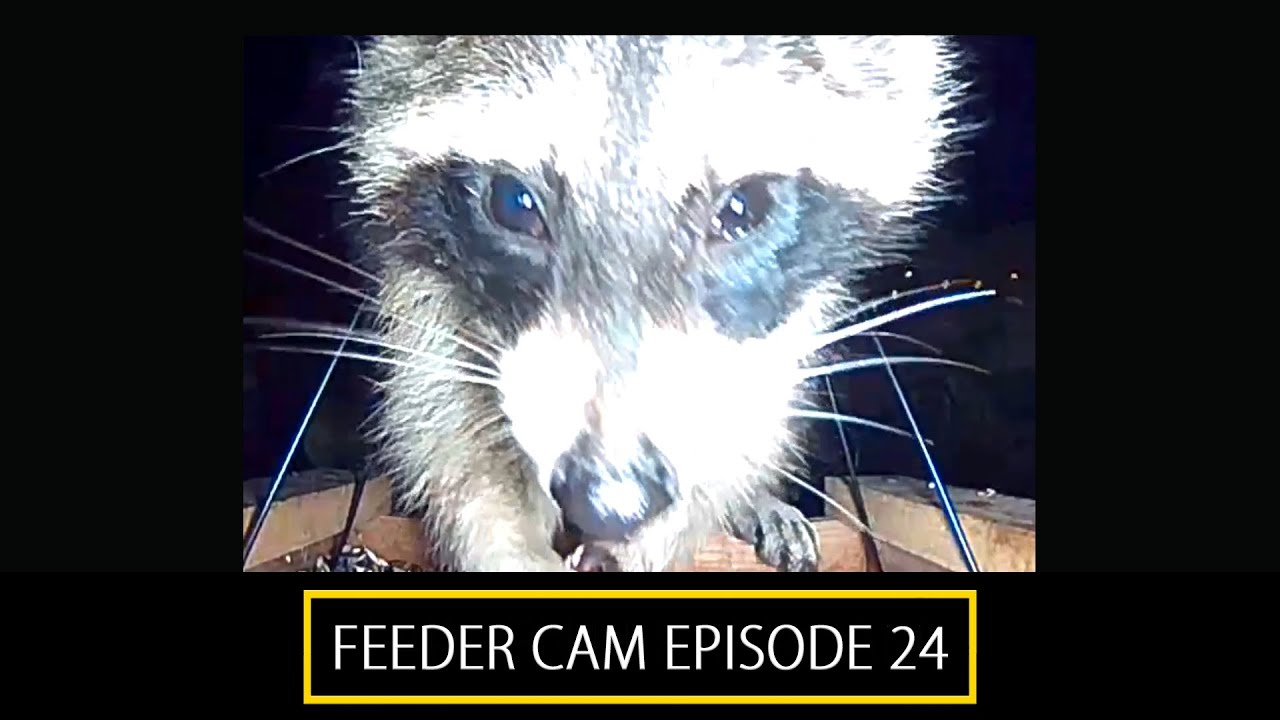 Garden Feeder Cam Ep. 24 - YouTube