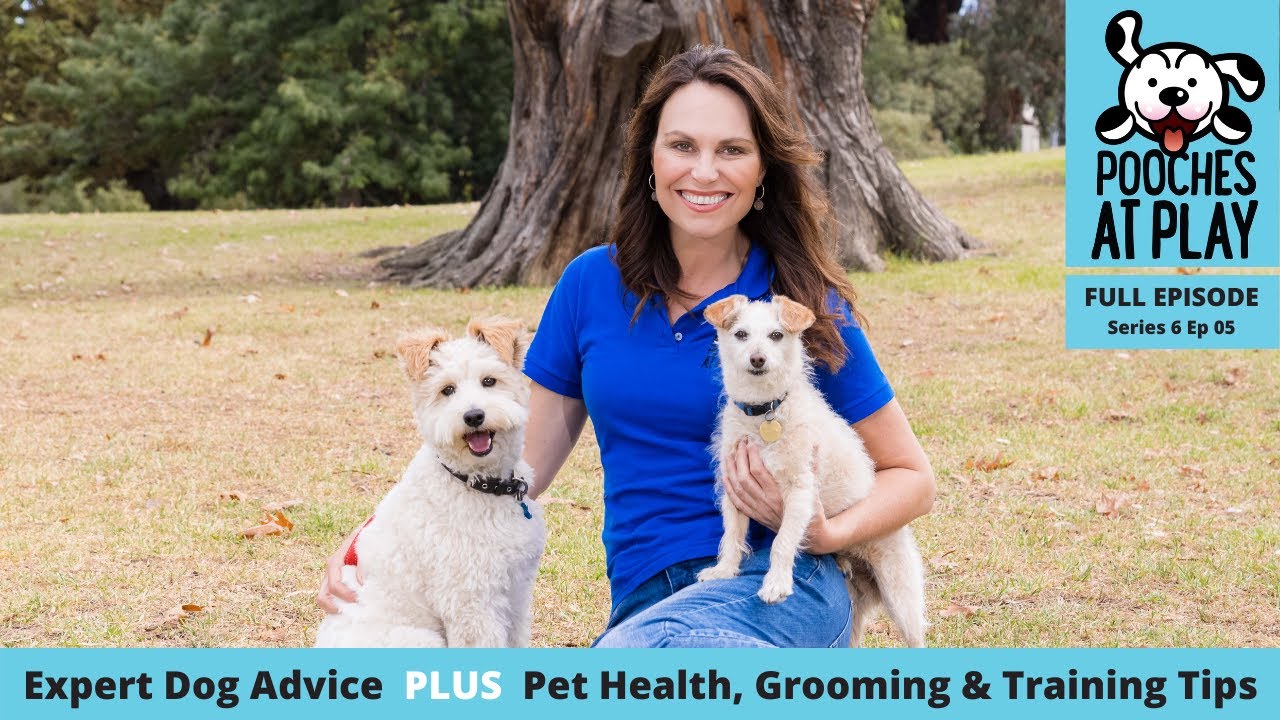 Dog training tips, pet health, dog grooming & expert dog advice | S6 ...