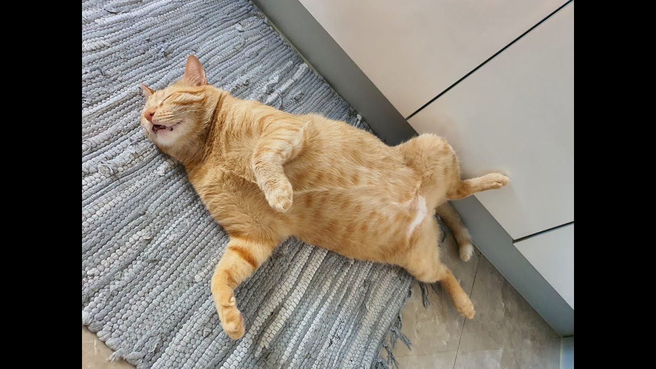 Ramses Relaxation , Lazy Fat Cat , After Shower Relax ! - YouTube