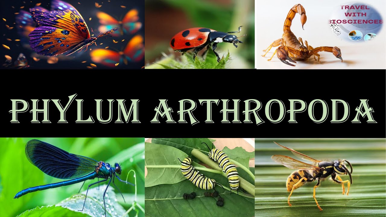 Arthropods Examples