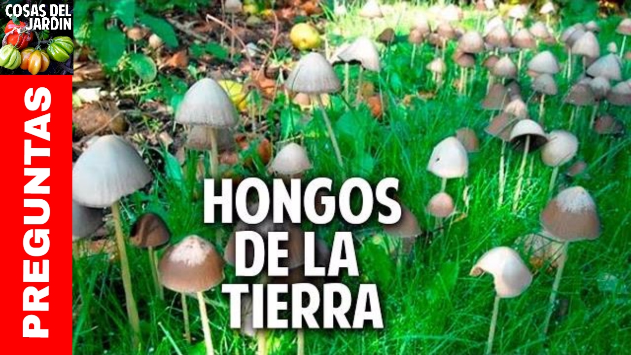 Son malos los hongos en la tierra de las plantas - YouTube