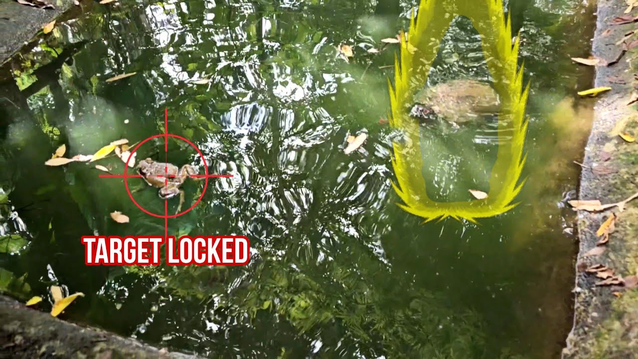 MALAKING PALAKA KINAIN NG TURTLE - YouTube