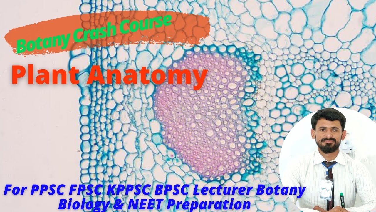 Plant Anatomy|For PPSC Botany/ Biology Preparation - YouTube