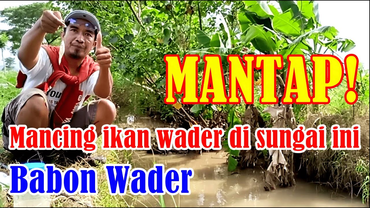 Mancing ikan wader di sungai ini selalu strike | Umpan jitu mancing wader di sungai wader kali ...