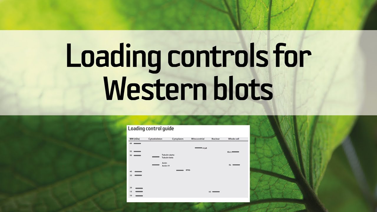 Loading controls for Western blots - YouTube