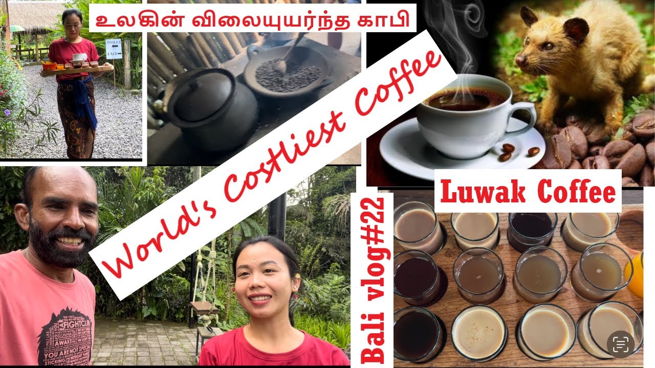 உலகின் விலையுயர்ந்த காபி | World's costliest coffee - Luwak coffee | Bali vlog#22 - YouTube