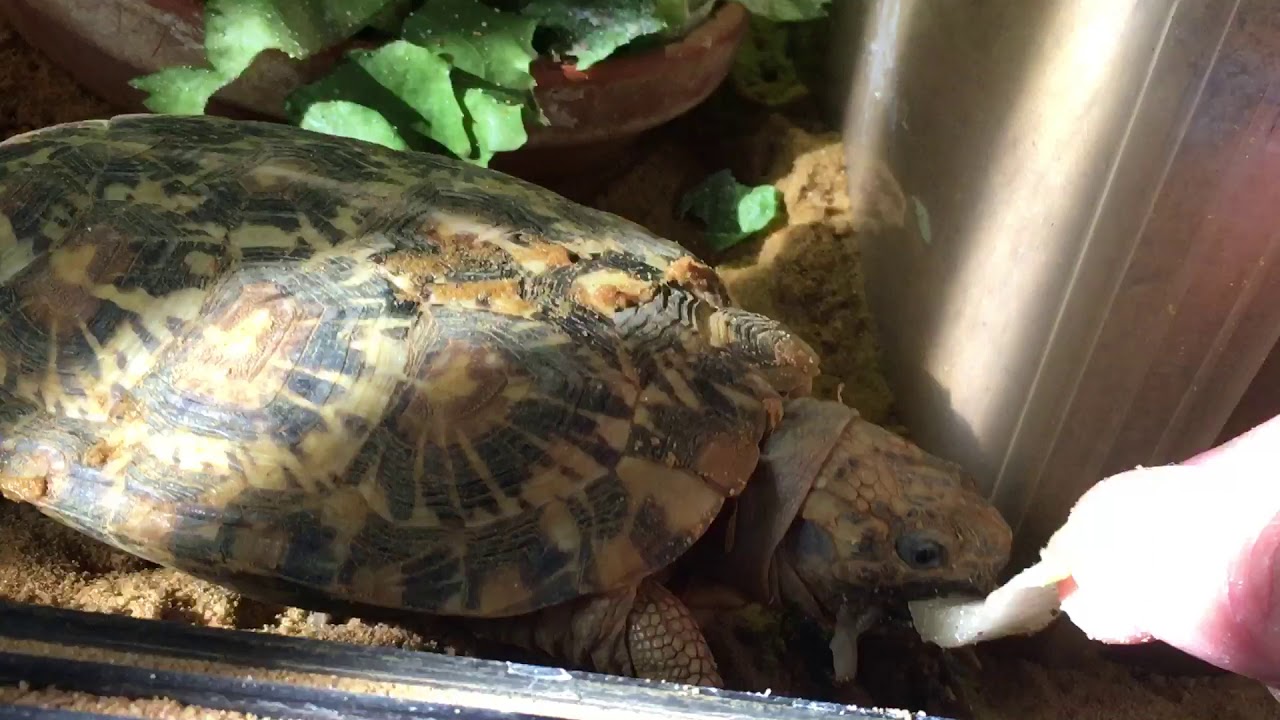 Hand feeding Pancake tortoise - YouTube