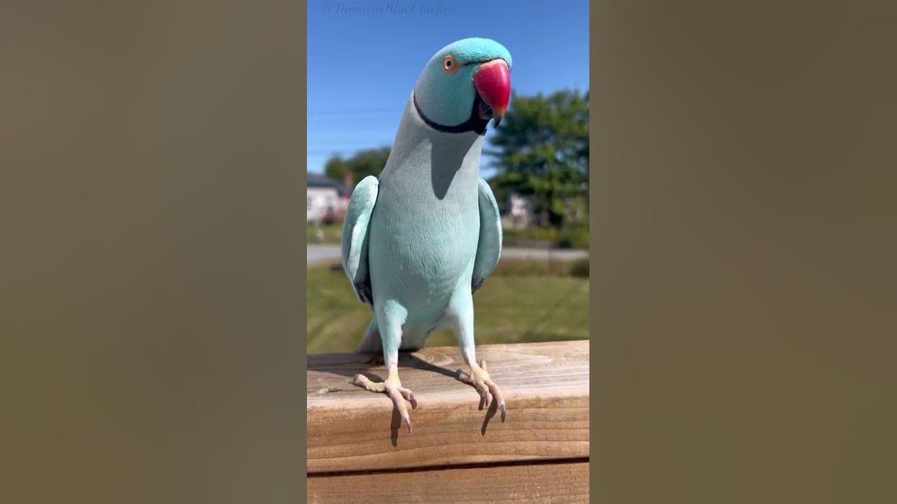 Parrot Waving Hello While Free flying Outside - YouTube