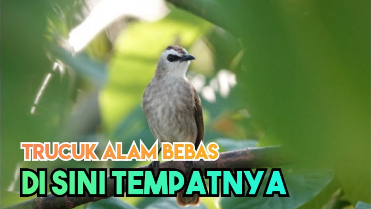 Beginilah Kehidupan Burung TRUCUK di Alam Bebas|| kicauan burung TRUCUK ...