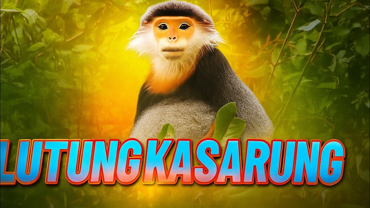 Monyet berkaki merah atau lutung di habitat aslinya - YouTube