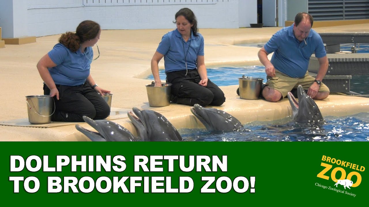 Dolphin Zoo Dolphin In Water Interaction | Dolphin Swim | SeaWorld San