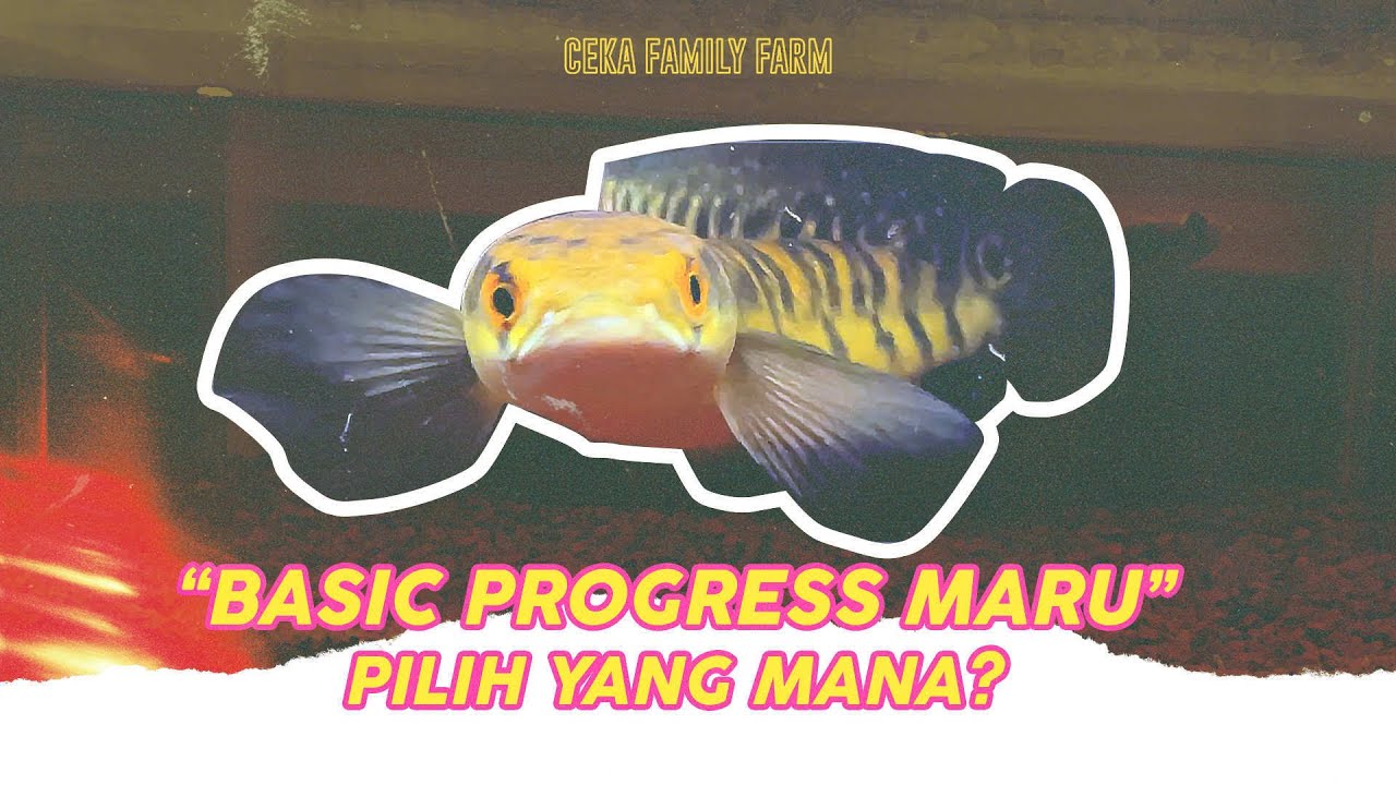 BASIC PROGRES CHANA MARU - YouTube