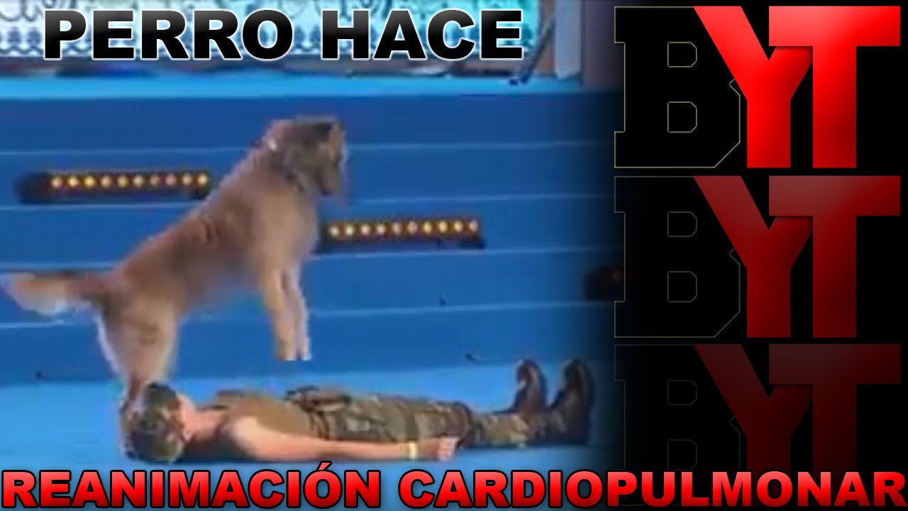 Perro realiza Reanimación Cardiopulmonar [RCP] – El Boletín de YouTube ...