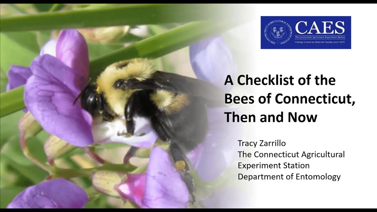A Checklist of the Bees of Connecticut, Then and Now - YouTube