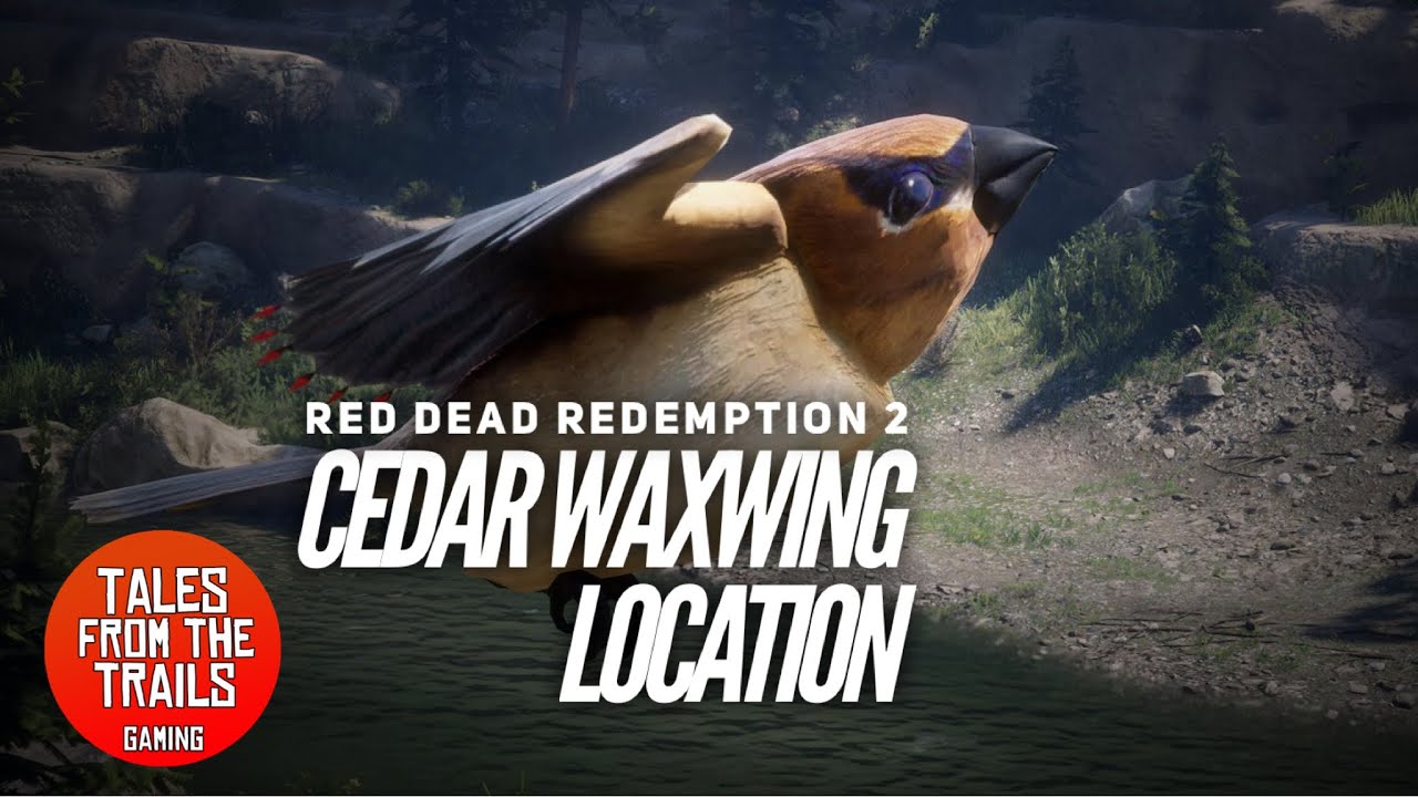 Red Dead Redemption 2: Cedar Waxwing Location | Where to find Cedar ...