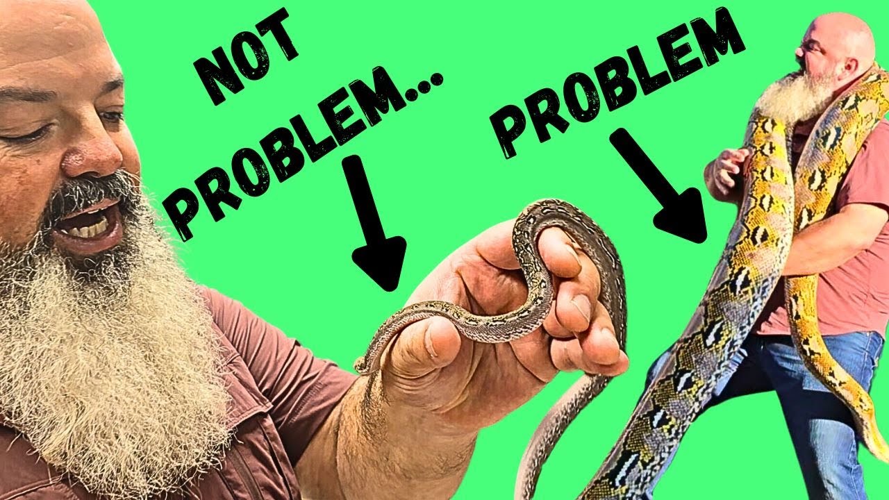 Tiny HUGE snakes - but how big??? Retic-fest 2024 - YouTube