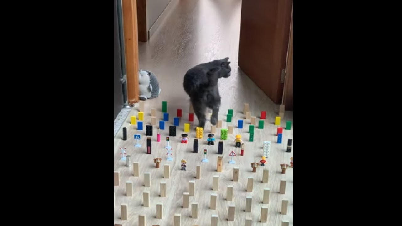 Cat Smoothly Walks Through Obstacle Course! - YouTube