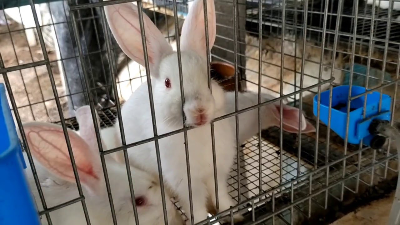 Rabbit Farm/Taman Arnab dan pemulaan secara kecil-kecilan versi Anak ...