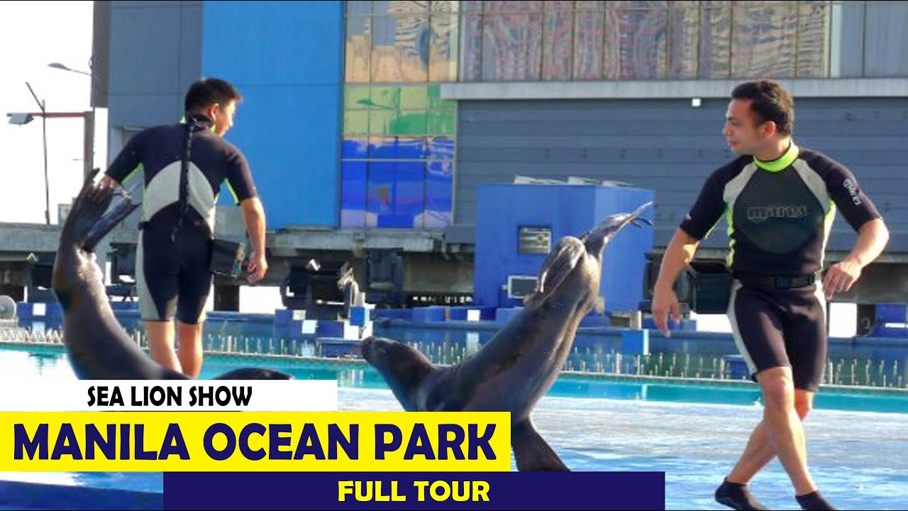 Sea Lion Show Manila Ocean Park Walk Tour 2023 - YouTube