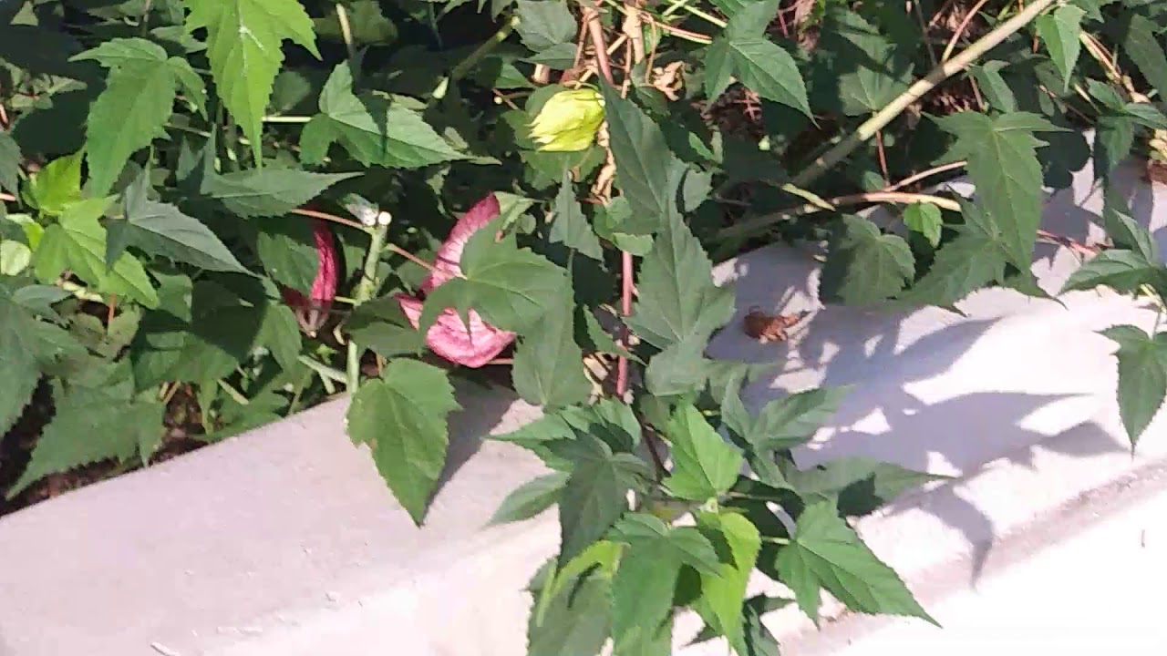 Good morning Charlotte - YouTube