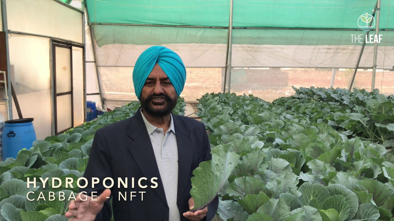 Growing Cabbage in Hydroponic NFT - YouTube