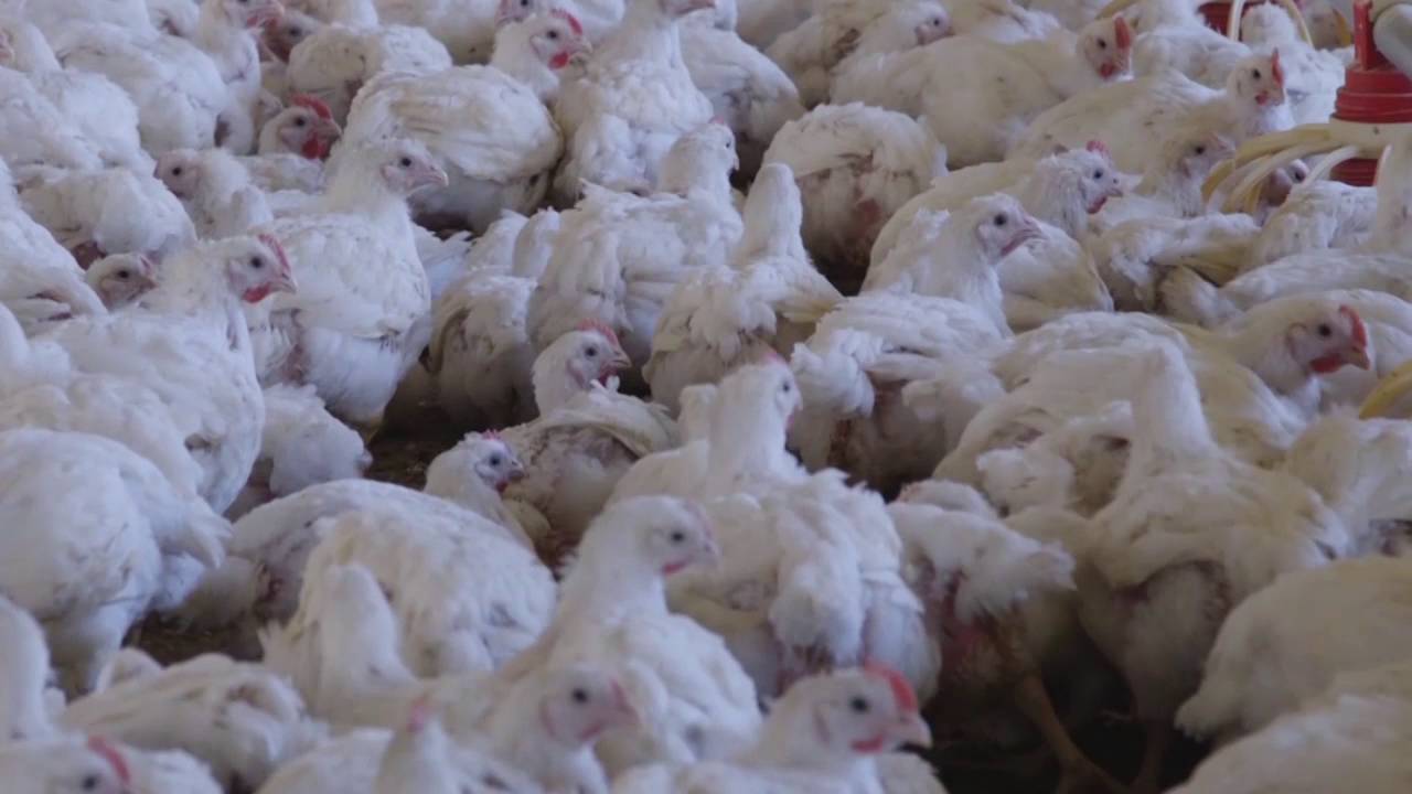 The Secret Suffering of Chickens: #ChangeForChickens - YouTube