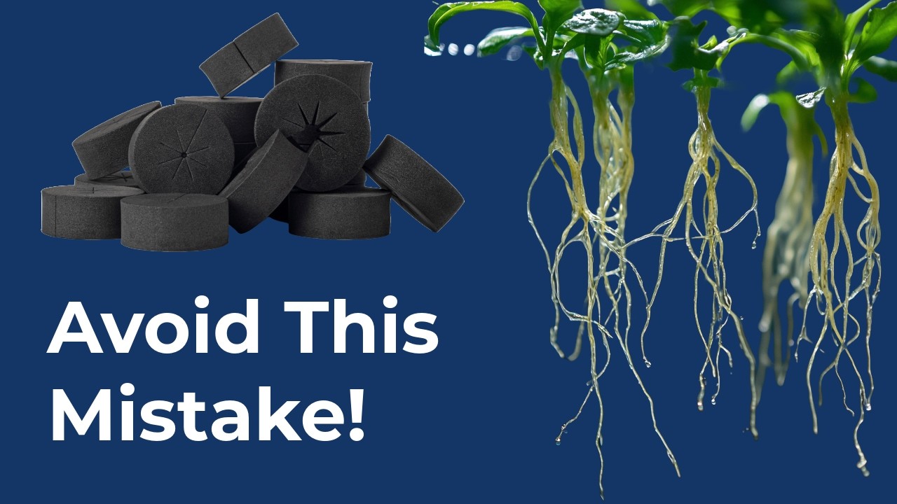 Aeroponic Cloning Step 2: Transitioning Clones from an Aeroponic Cloner ...