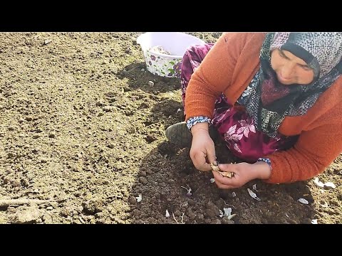 Bugün de Sarmısak diktim Seramizi suladik canlar köy hayatı Demirci kasabası 👍