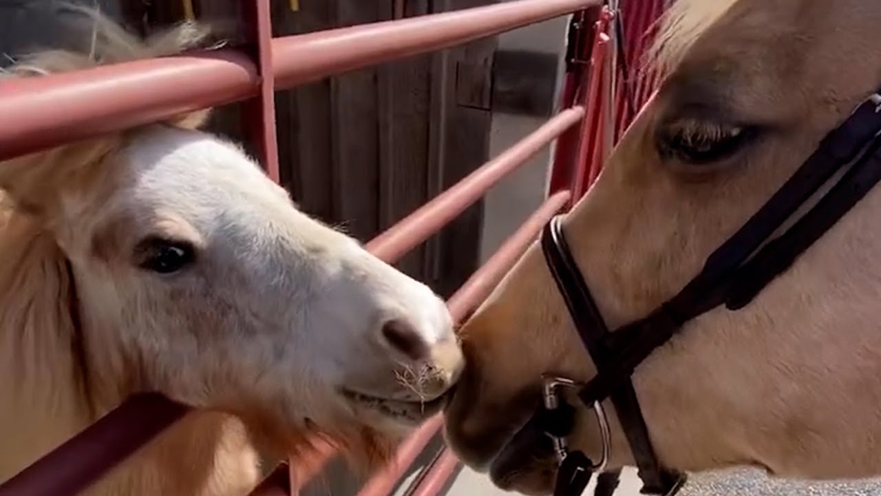 Little pony sneaks into big sis's stall to cuddle with her | The Koala ...