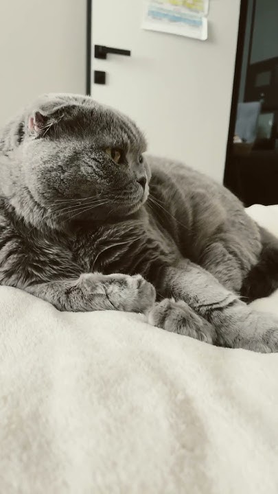 Милый 🥰 котик 🐈‍⬛ Youtube