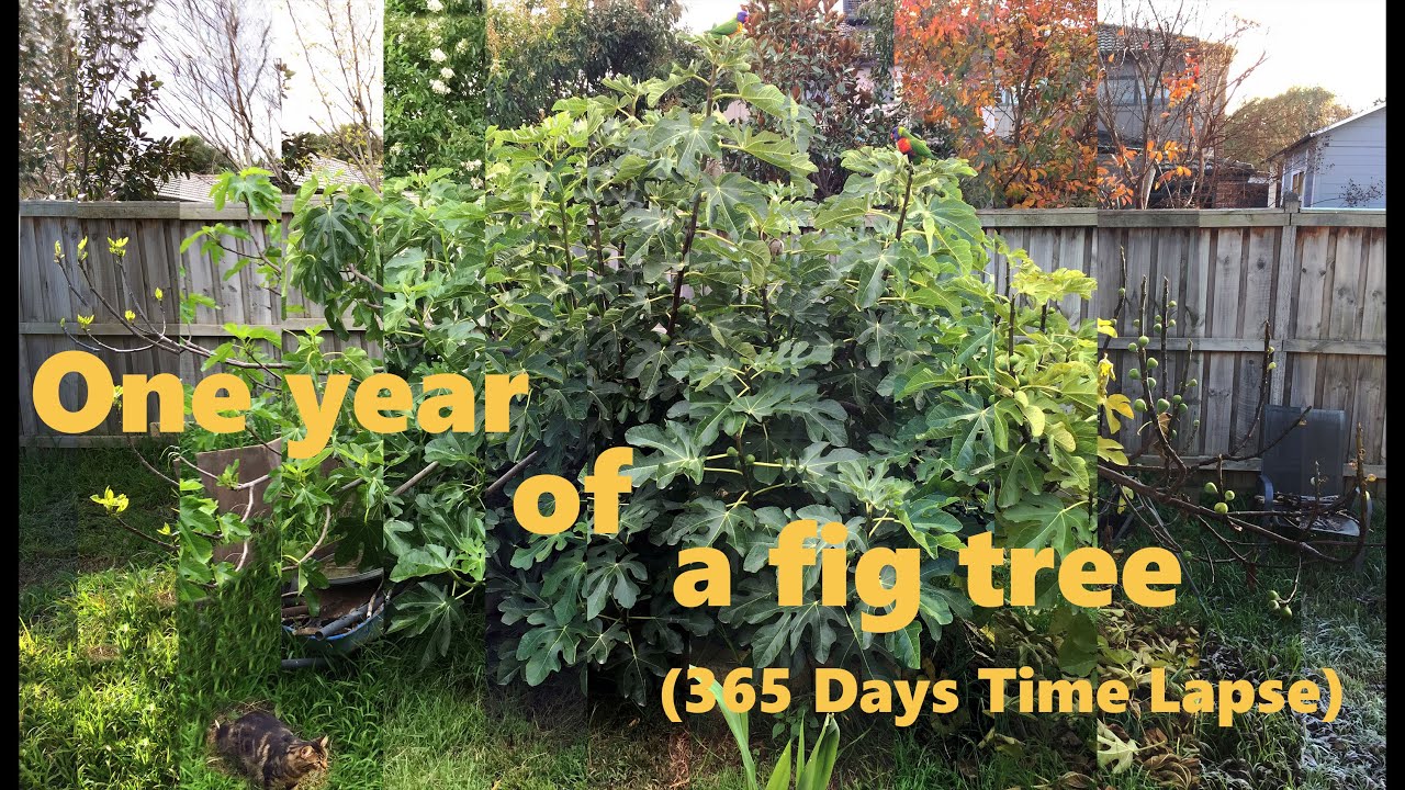 One year of a fig tree 365 days time-lapse - YouTube