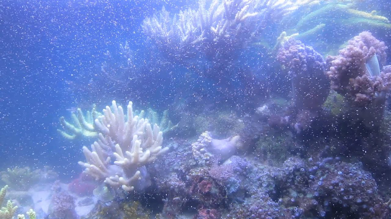Coral spawning event in my aquarium #2. - YouTube