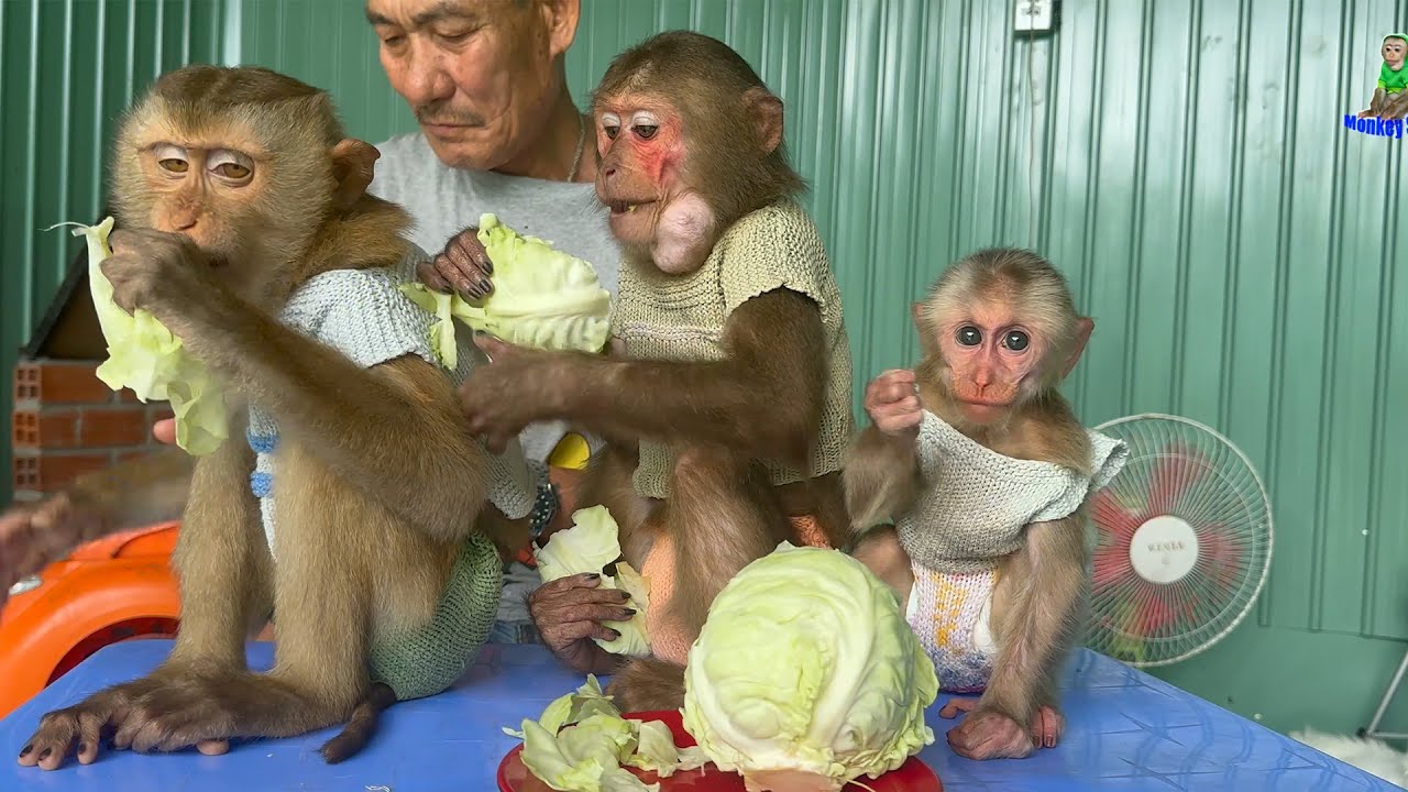 monkey baby so cute likes to eat raw vegetables today with grandpa ...