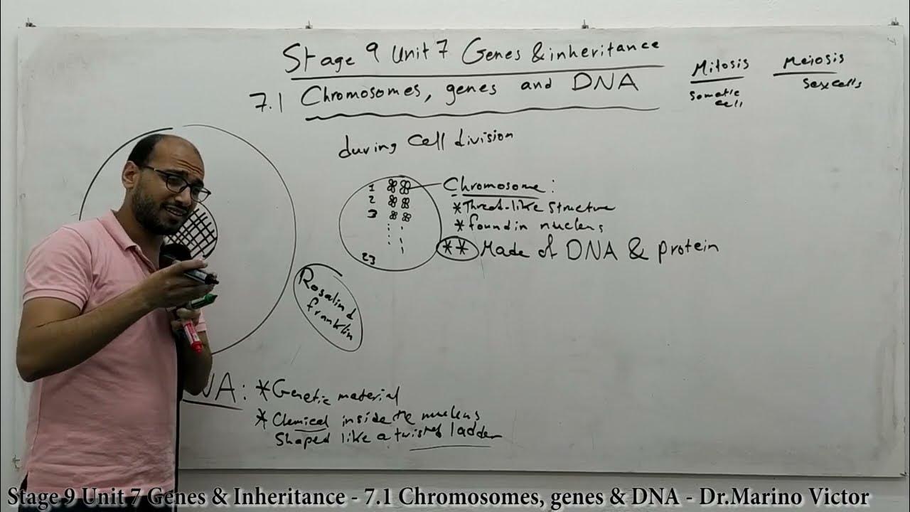 Stage 9 Unit 7 Genes & Inheritance - 7.1 Chromosomes, genes & DNA - Dr.Marino - Biology IGCSE ...
