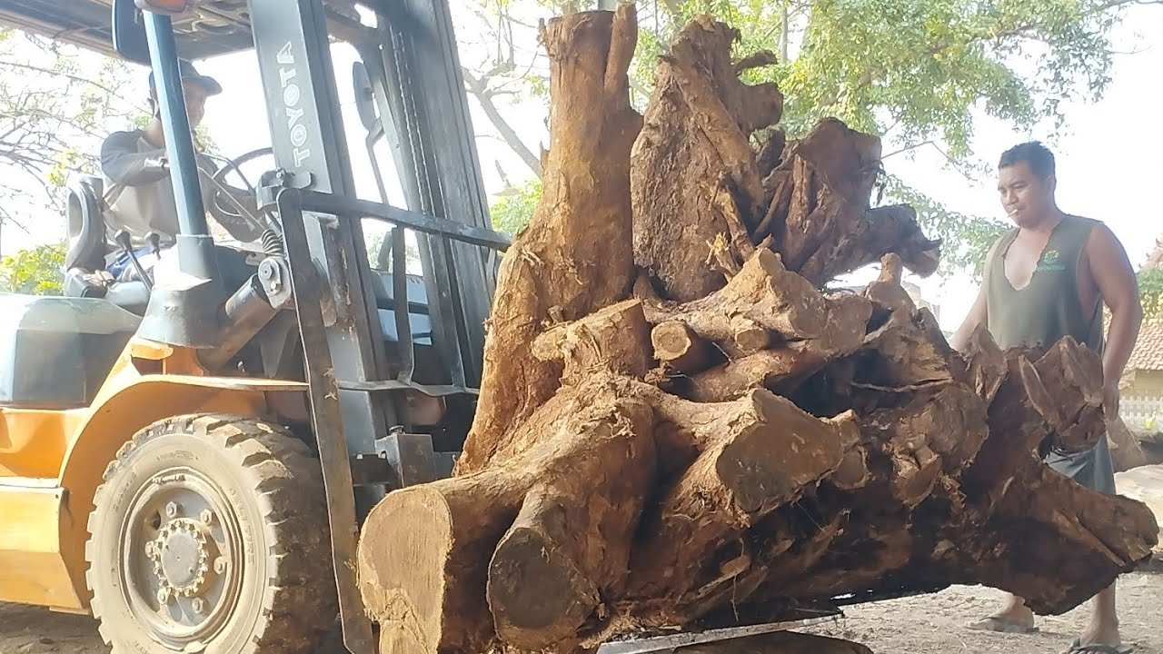 GENIUS TECHNIQUE !! TEAK WOOD ROOTS ARE SAWN ON A SAWMILL TO BECOME ...