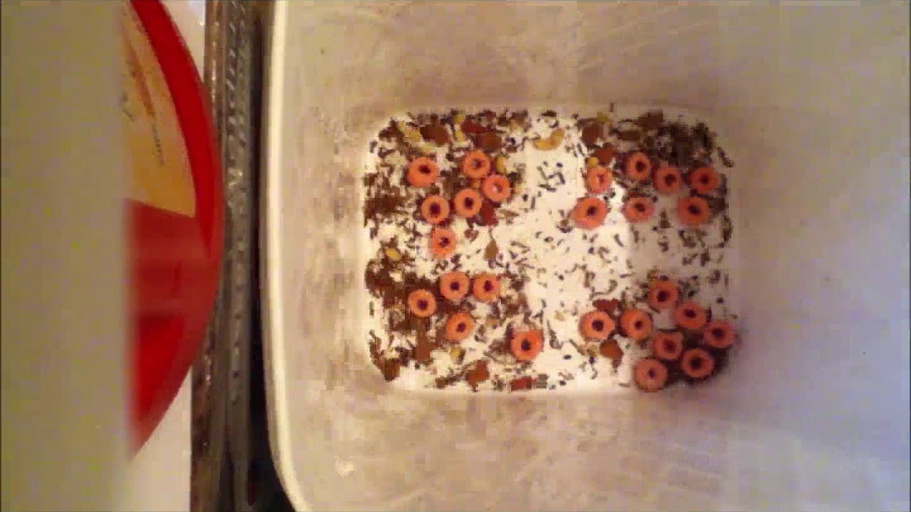 Dermestids Canada Attagenus Unicolor Dermestid Beetle Colony Timelapse ...