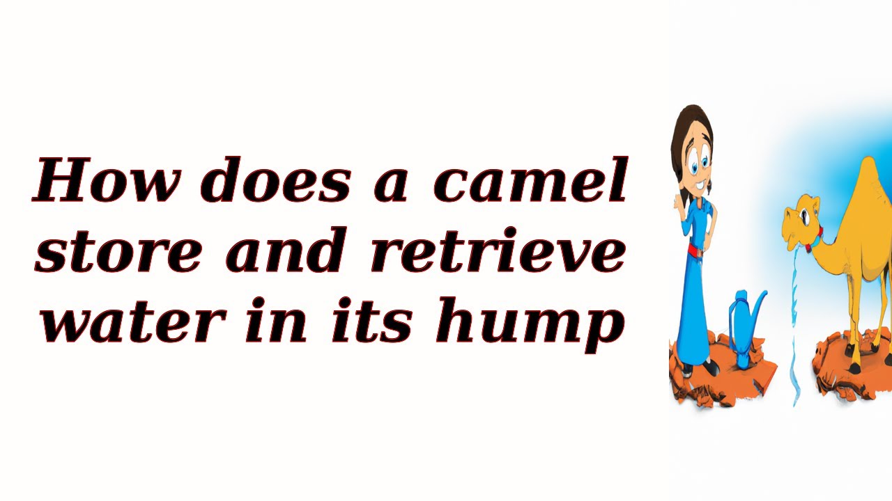 How does a camel store and retrieve water in its hump? - YouTube