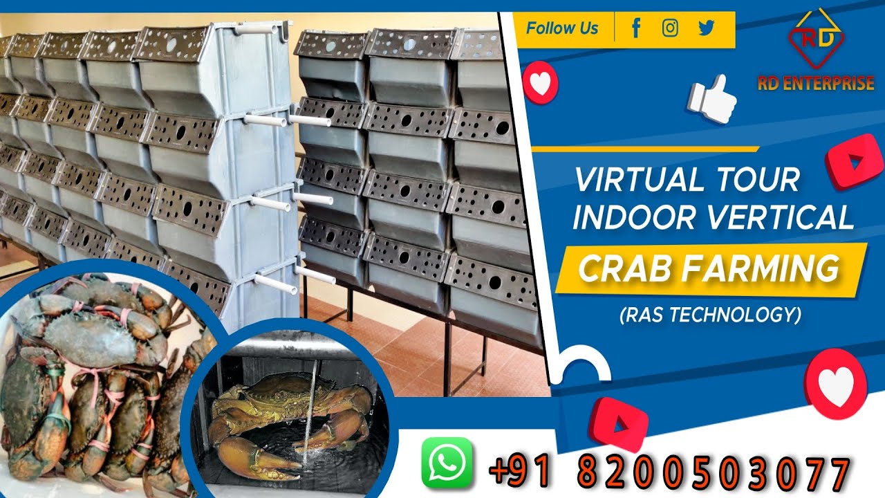 Vertical Crab Farming System -Basic RAS installation & Run- virtual ...