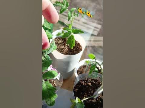 🐝🐝мохнатый шмель🍅🍅семена Алтая - YouTube