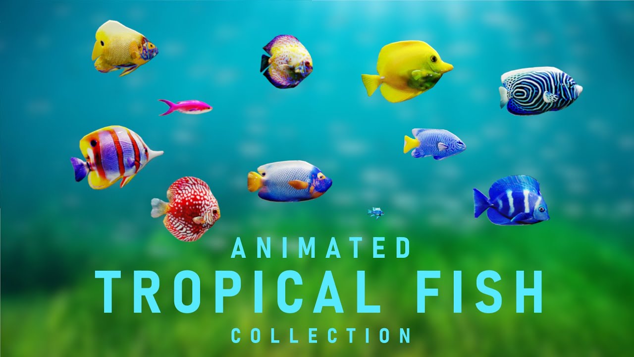 Animated Tropical Fish Collection - YouTube
