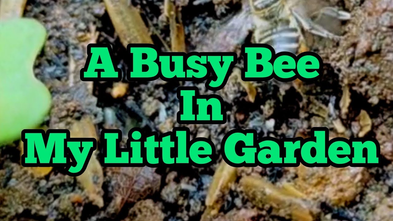 Busy Bee (up close) In My Little Garden - YouTube