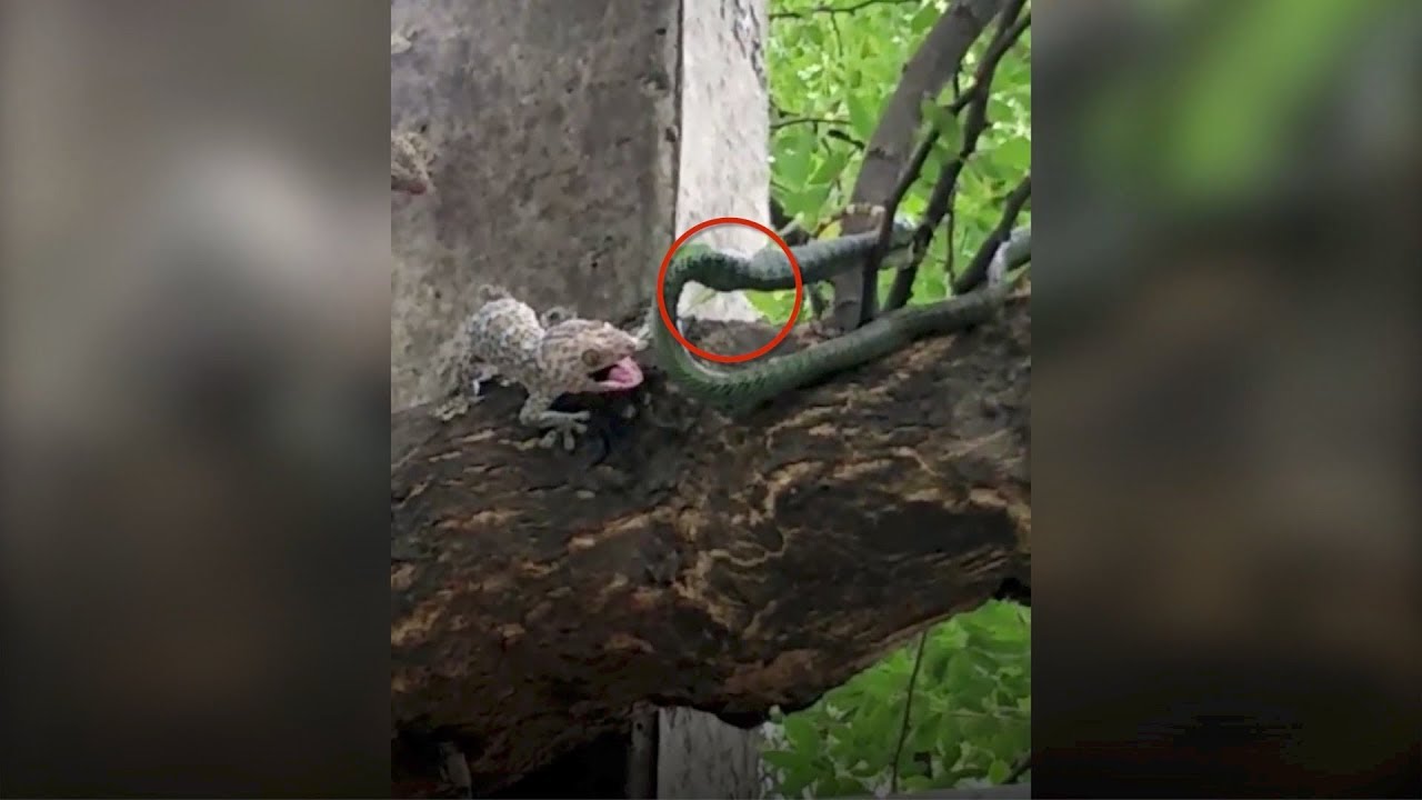 Snake spits out lizard after being attacked by its friends - YouTube