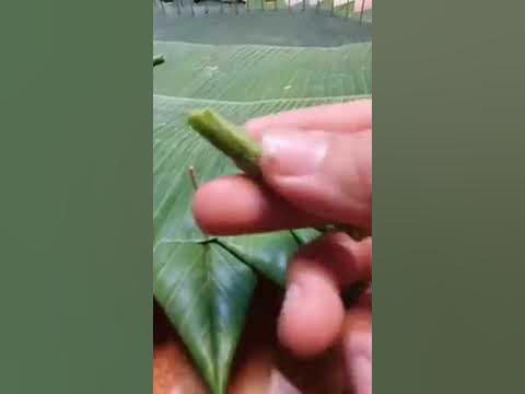 Cara Menghias Nampan dengan Daun Pisang Paling Diminati - YouTube