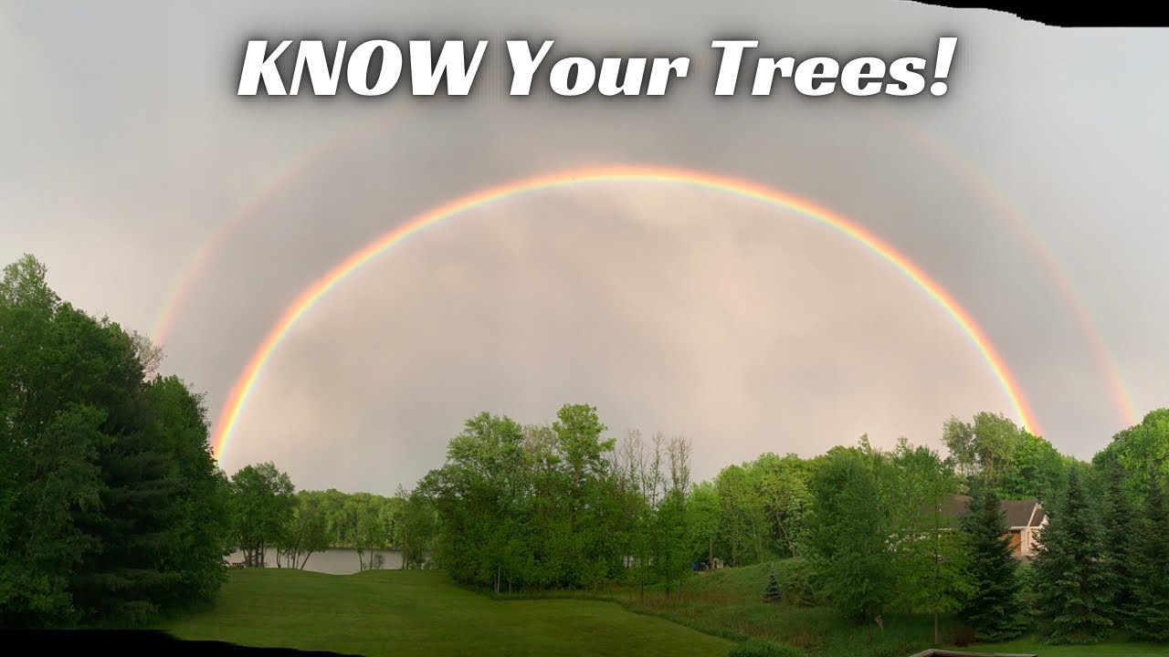 Know Your Trees! - YouTube