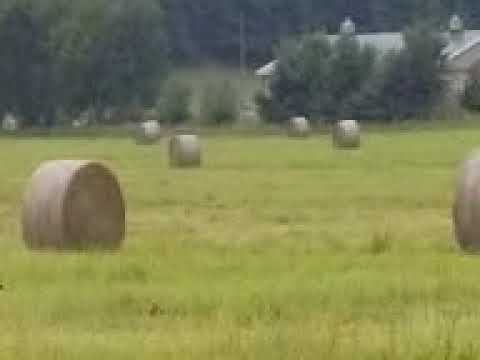 Charger Teff Grass Harvest - YouTube