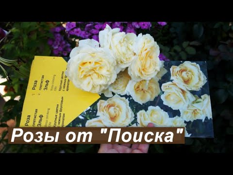 Розы из коробок: посмотрим, что выросло - YouTube