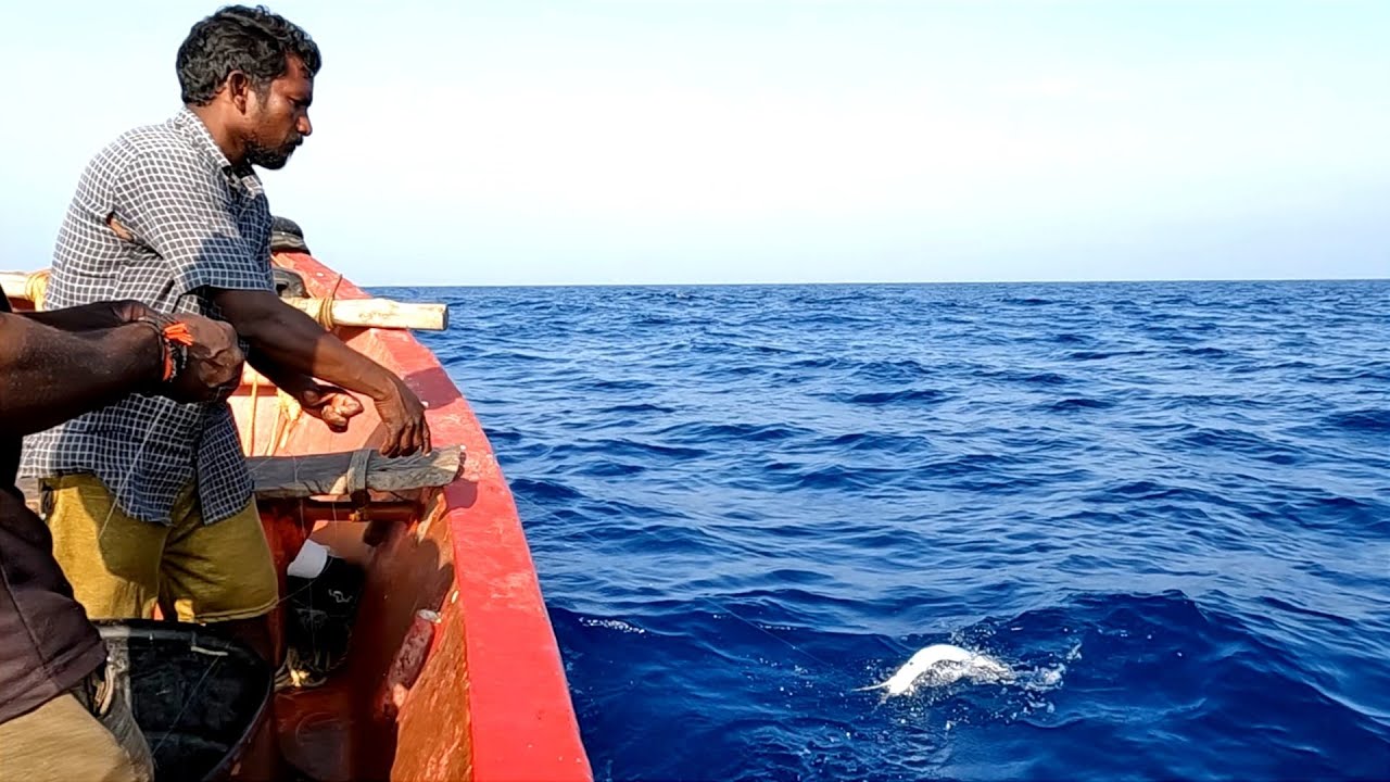 Back to Back Needle Fish Caught in Sea - Part II - YouTube