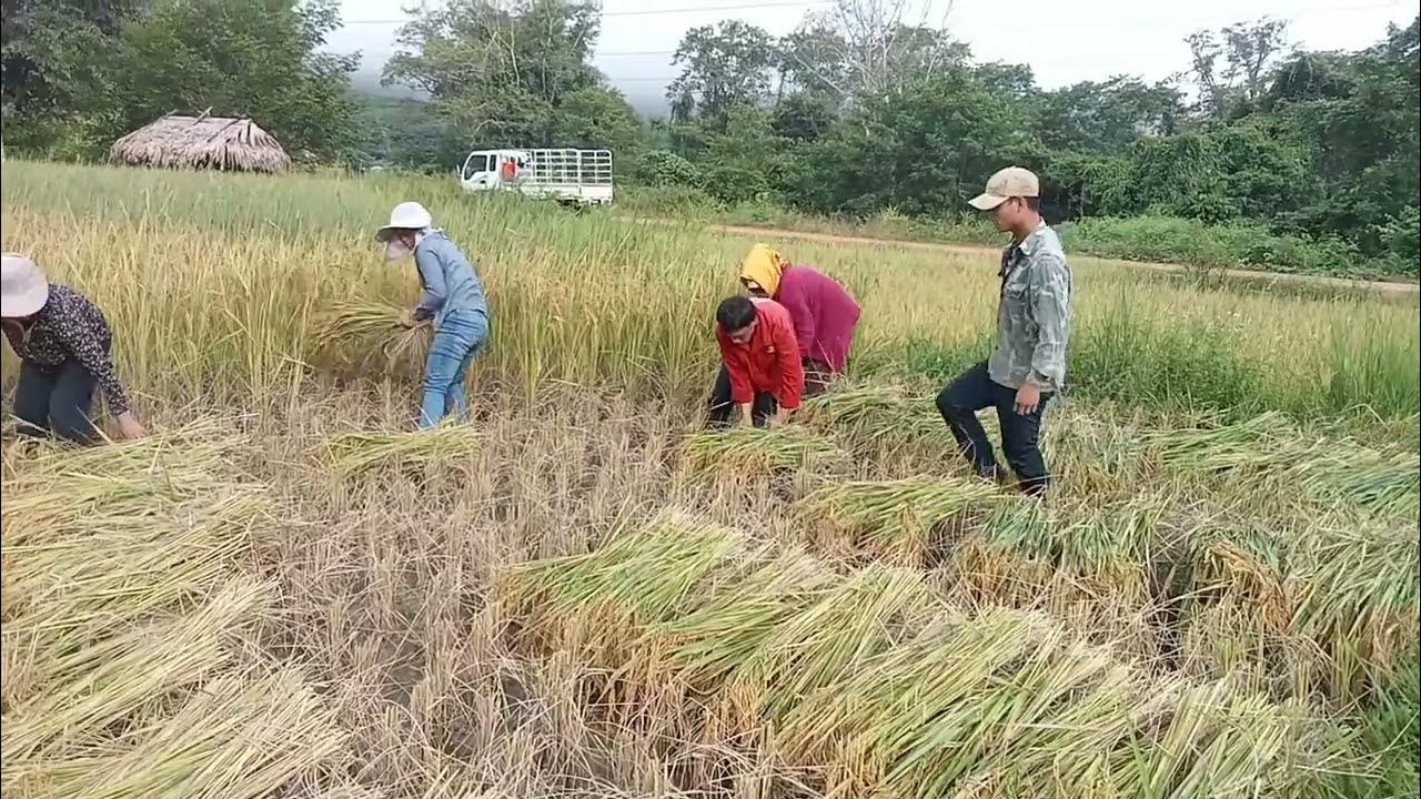 txawj zoo coj nej mus saib peb hlais nplej - YouTube