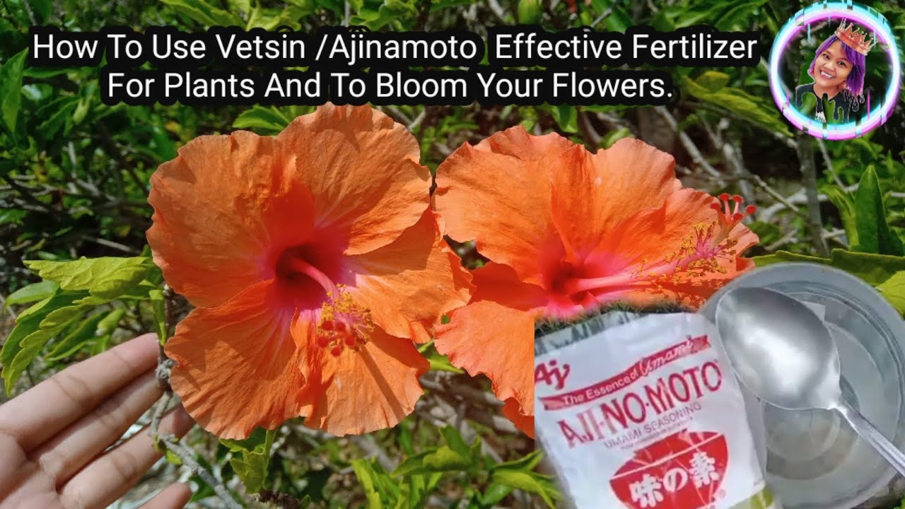 HOW TO USE MSG FERTILIZER EFFECTIVELY TO YOUR PLANTS AND GUMAMELA BLOOM ...
